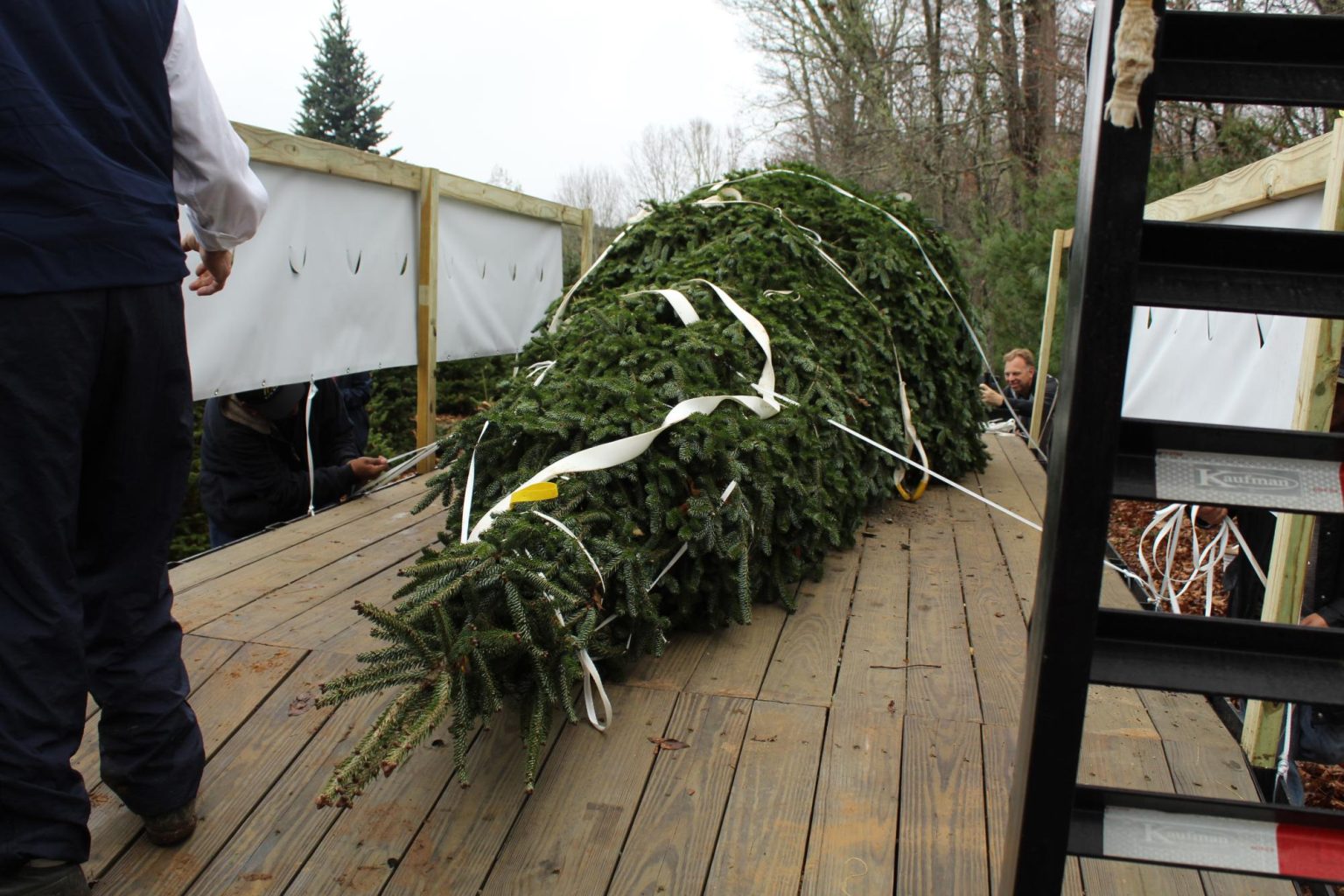 Newland Christmas tree selected as national winner to be displayed in ...