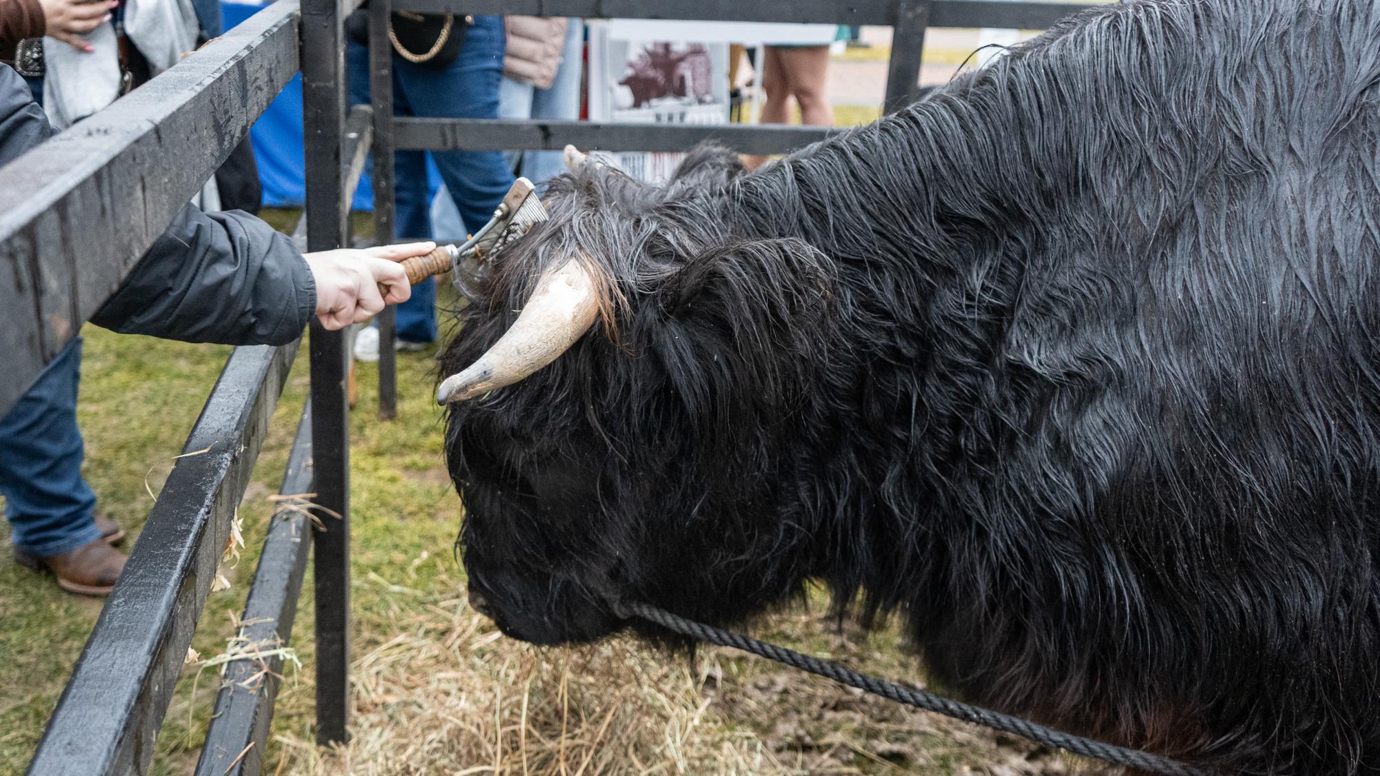 ‘Cows for Capitalism’ hits Sanford Mall – The Appalachian